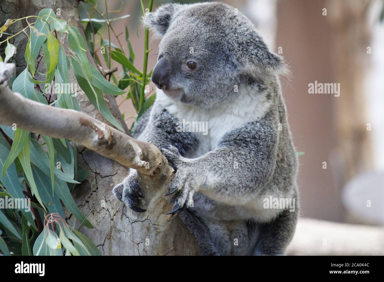 Koala holding on to tree hi-res stock photography and images - Alamy