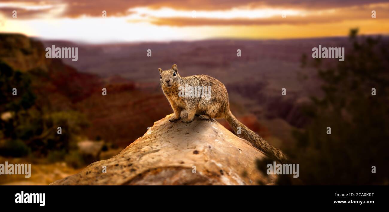cute little brown grand canyon rock squirrel sit on hill near the cliff ...