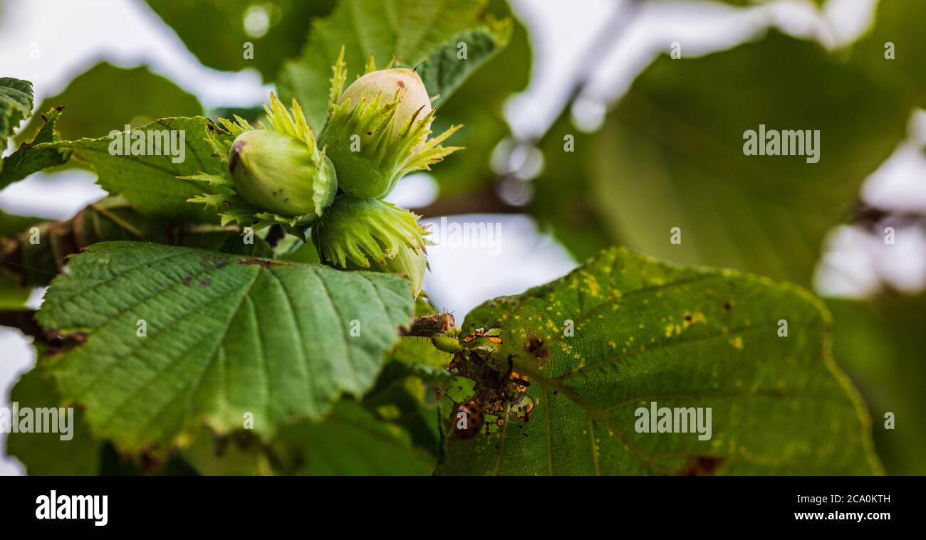 Hazelnut tree fruit hi-res stock photography and images - Alamy