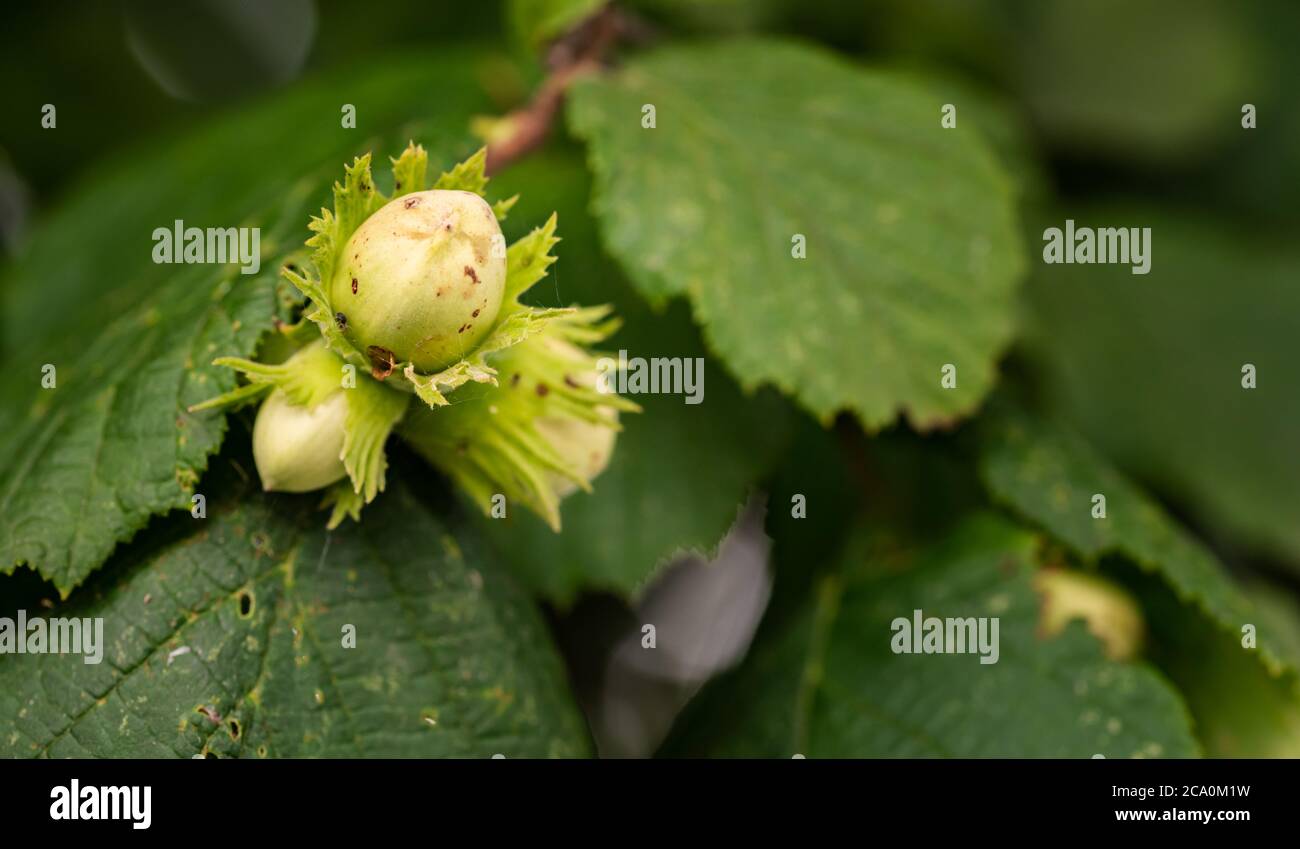 Field young hazelnut trees hi-res stock photography and images - Alamy