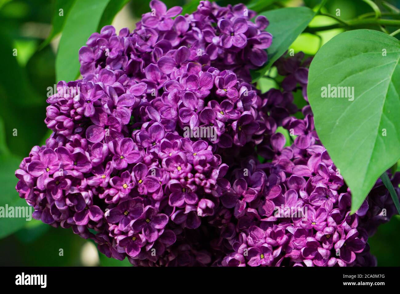 A bunch of purple lilac flowers in spring garden Stock Photo - Alamy