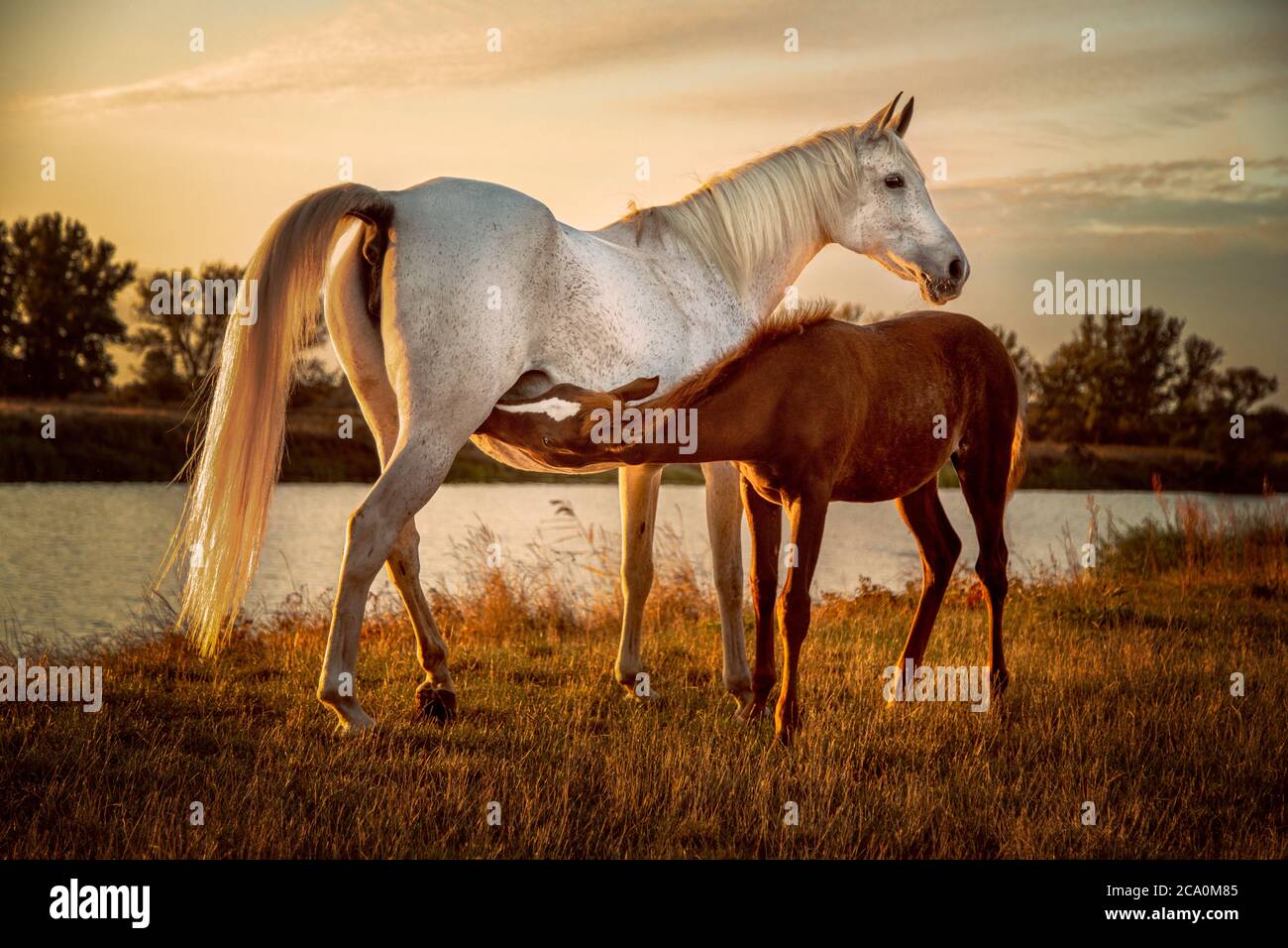baby pony gets milk of mother horse while doing first steps and willing ...