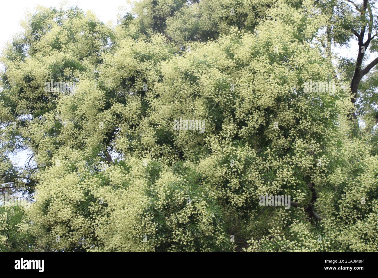 Japanese pagoda tree, also named Chinese scholar tree, seen on a street ...