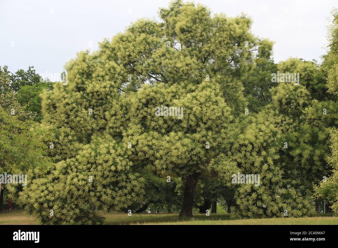 Chinese scholar tree hi-res stock photography and images - Alamy