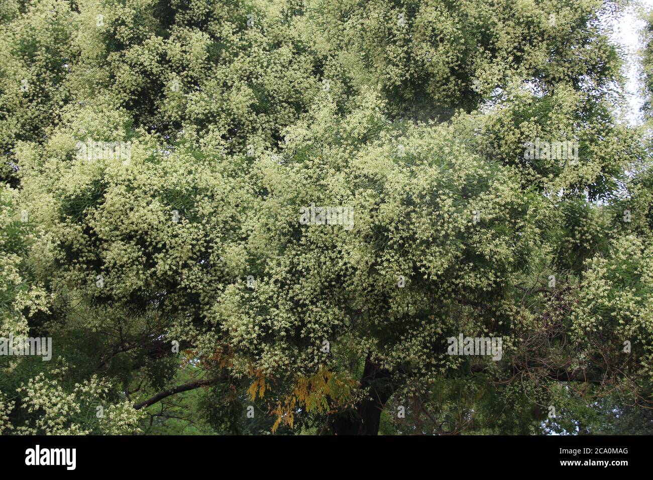 Chinese scholar tree hi-res stock photography and images - Alamy