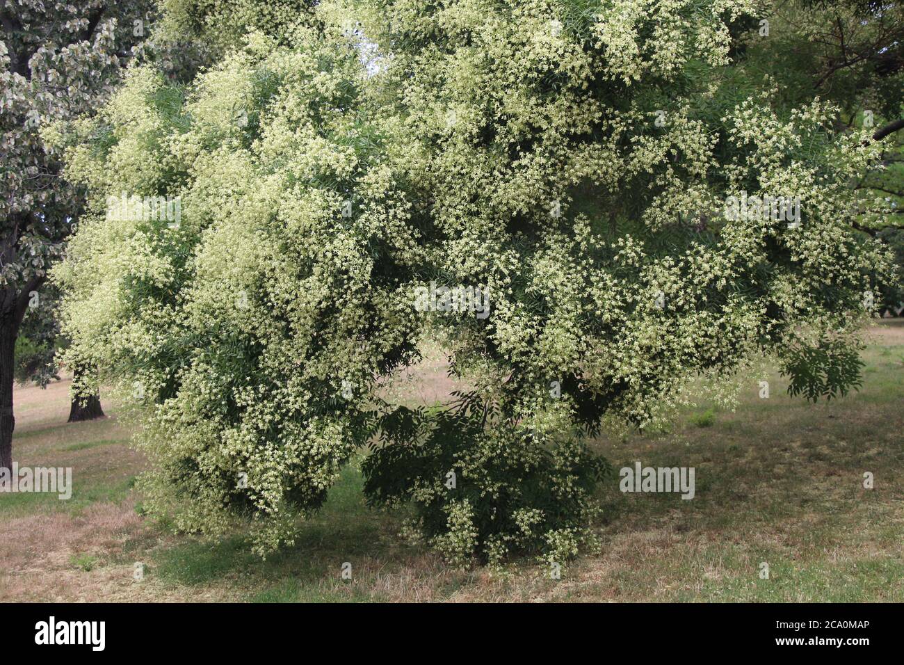 Japanese pagoda tree, also named Chinese scholar tree, seen on a street ...