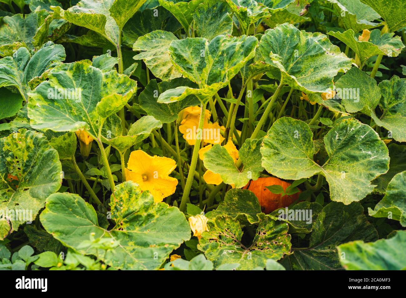Pumpkin flower in the field Stock Photo - Alamy
