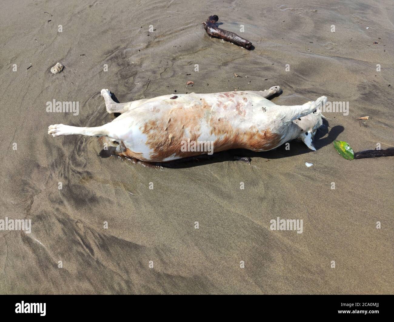 Drowned Cat High Resolution Stock Photography and Images - Alamy