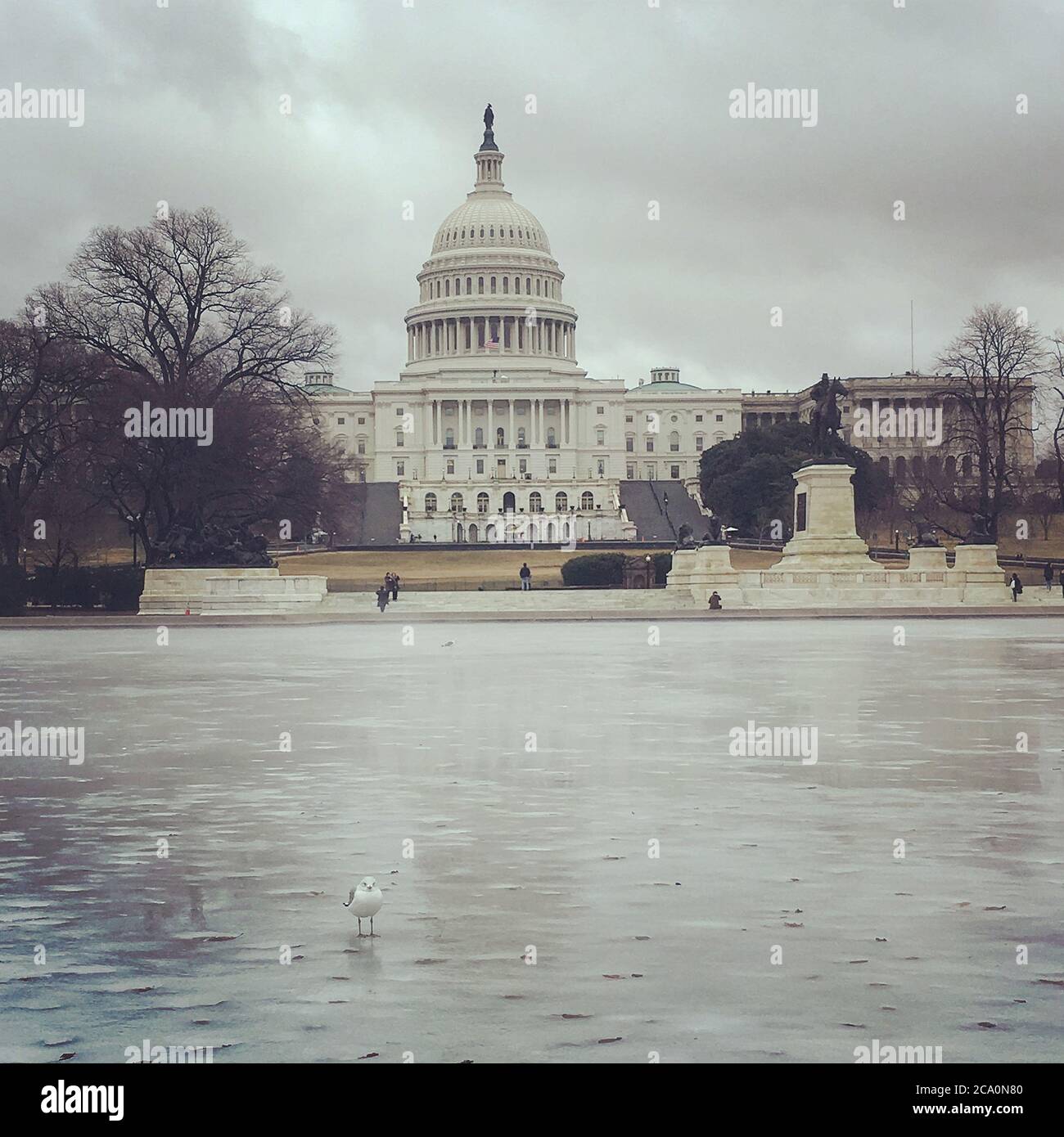 Bird capitol dc hi-res stock photography and images - Alamy