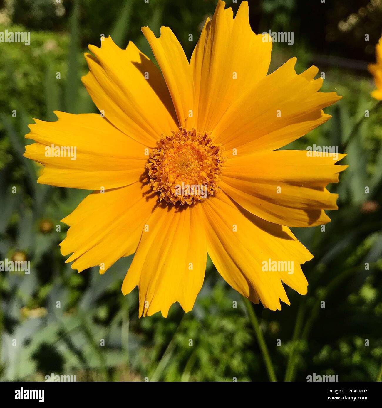 Yellow square image hi-res stock photography and images - Alamy