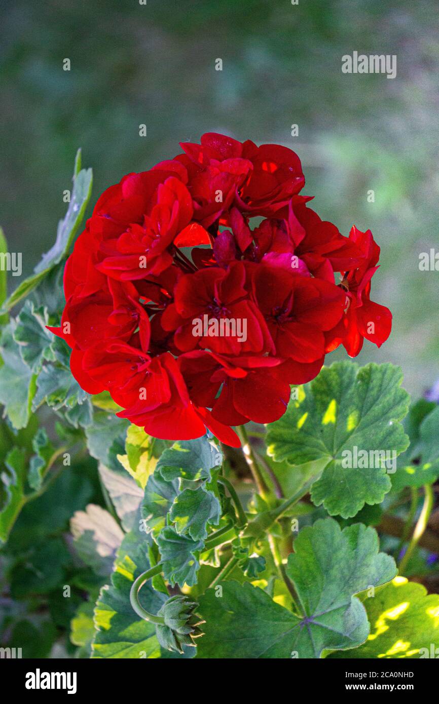 Beautiful blooming red geranium flowers close up Stock Photo - Alamy