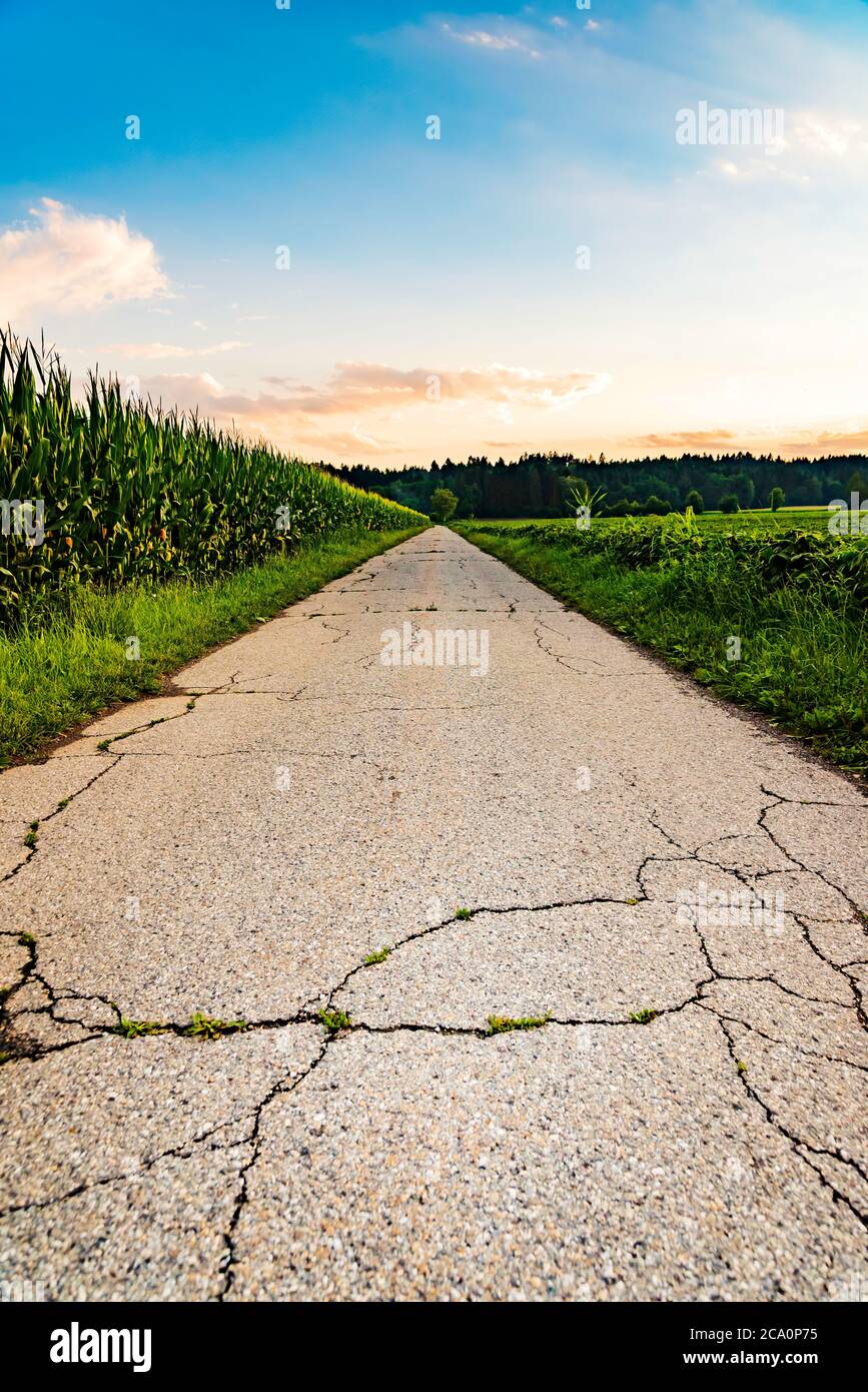 Fields of soy and maize. Road running through a fields Stock Photo - Alamy