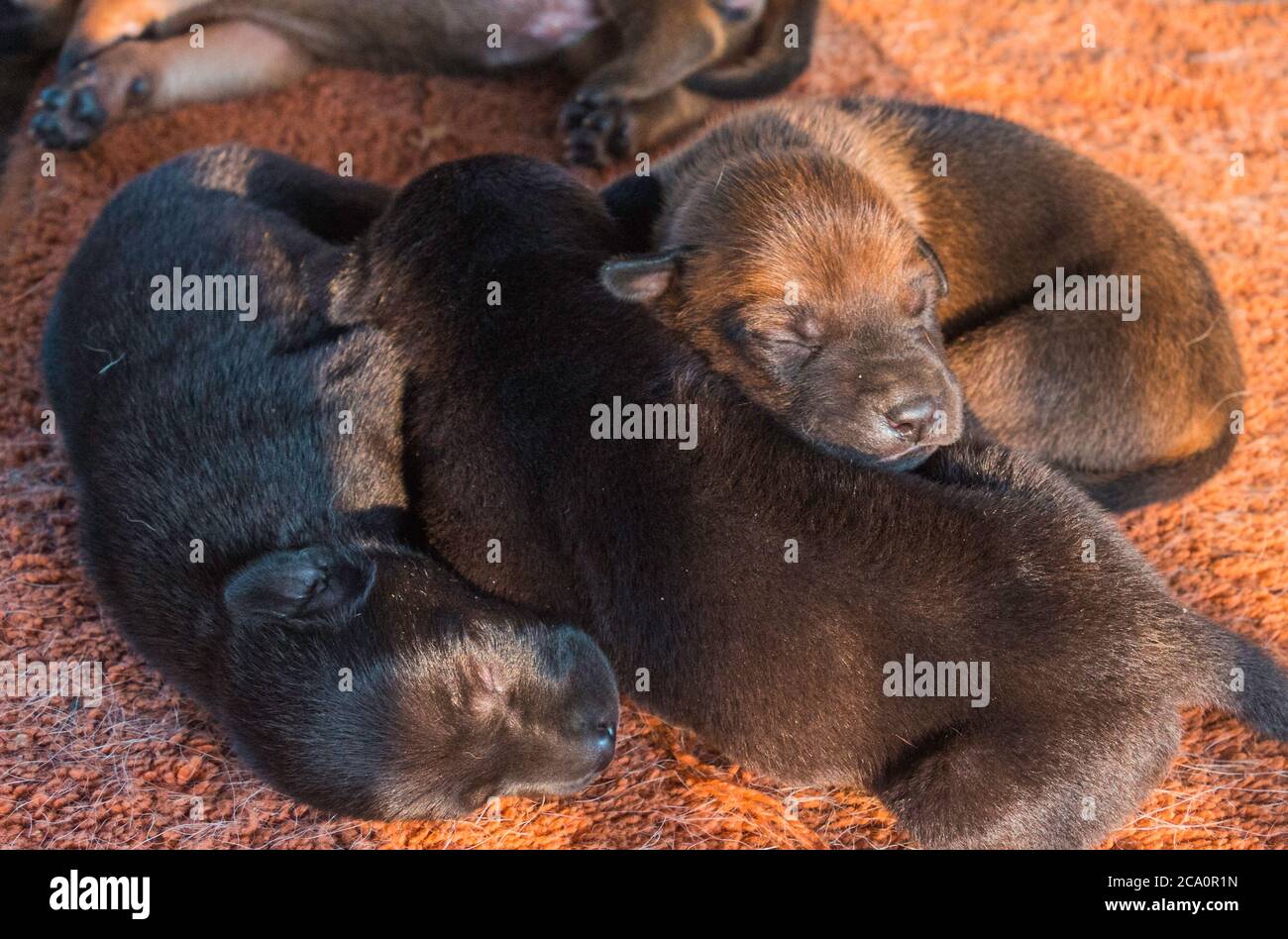 A cute baby puppy is sleeping Stock Photo - Alamy