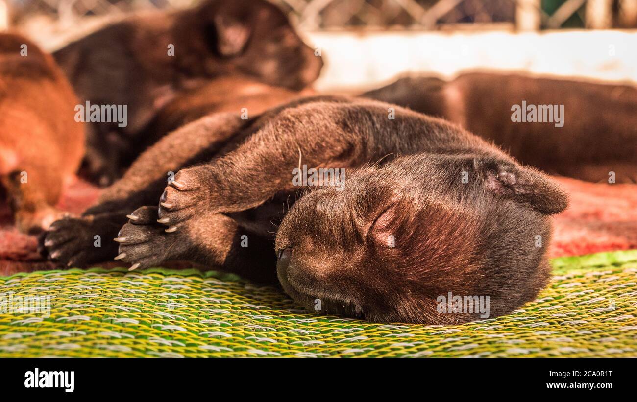 A cute baby puppy is sleeping Stock Photo - Alamy