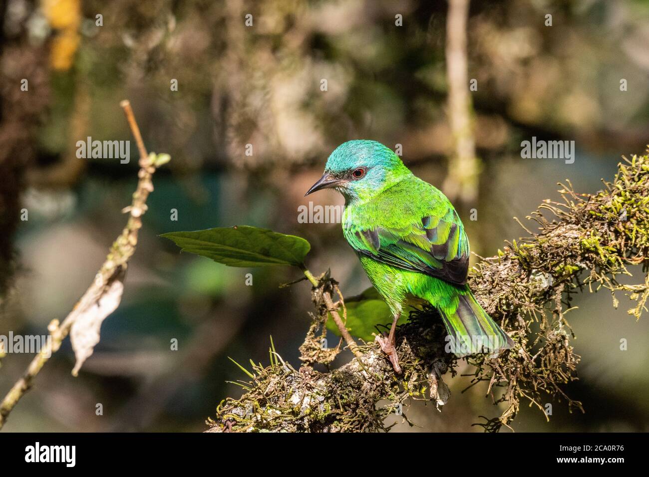 Beautiful green bird in Atlantic Rainforest vegetation, Serrinha do ...