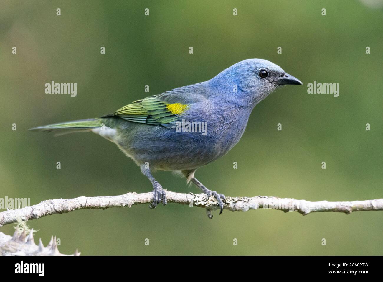 Beautiful blue colorful bird in Atlantic Rainforest vegetation ...