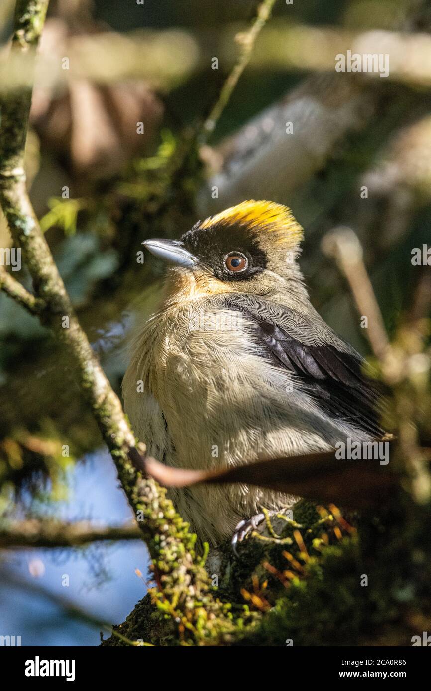 Lanio melanops hi-res stock photography and images - Alamy