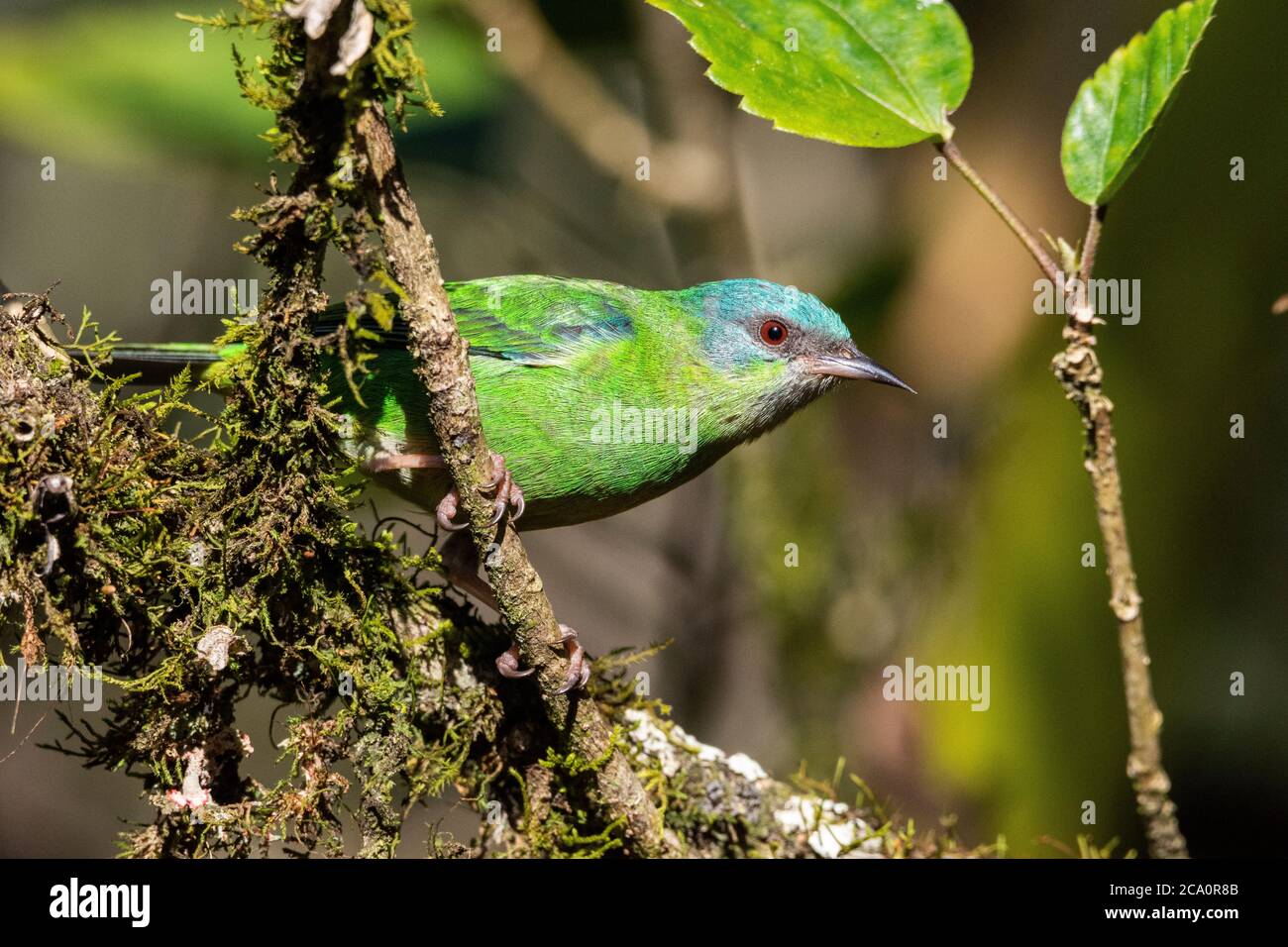 Beautiful green bird in Atlantic Rainforest vegetation, Serrinha do ...