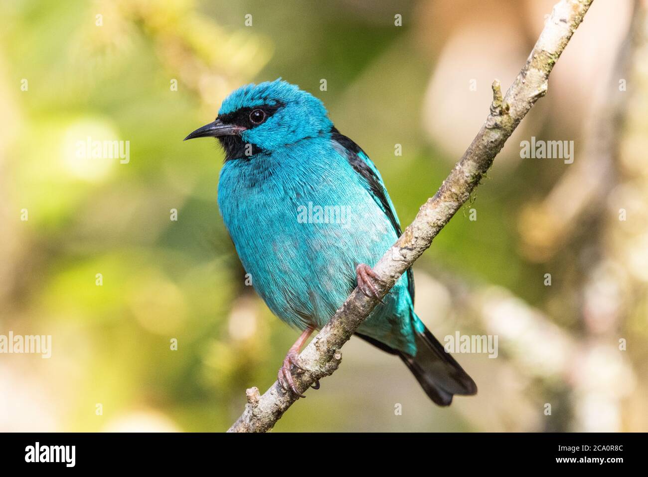 Beautiful blue bird in Atlantic Rainforest vegetation, Serrinha do ...