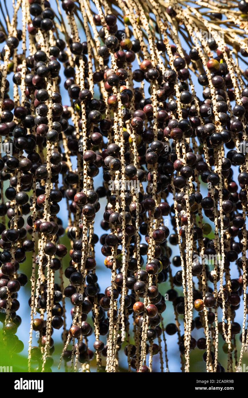 Jussara palm euterpe edulis hi-res stock photography and images - Alamy