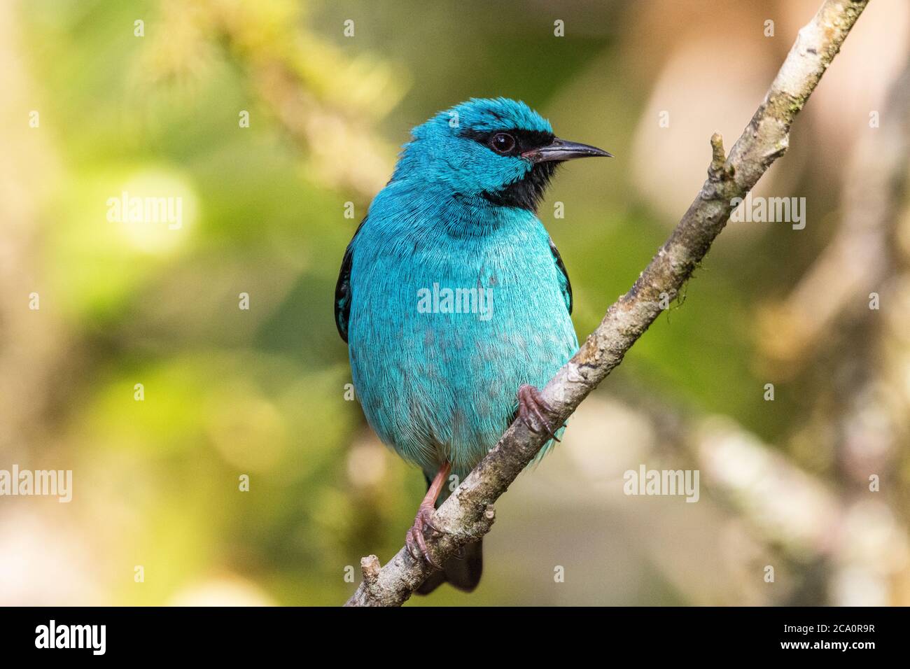 Beautiful blue bird in Atlantic Rainforest vegetation, Serrinha do ...