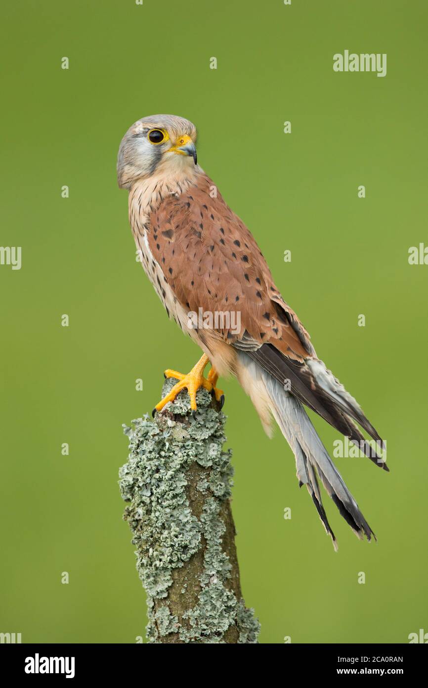 Common kestrel (Falco tinnunculus) is a bird of prey species belonging ...