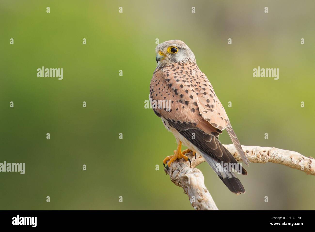 Common kestrel (Falco tinnunculus) is a bird of prey species belonging ...