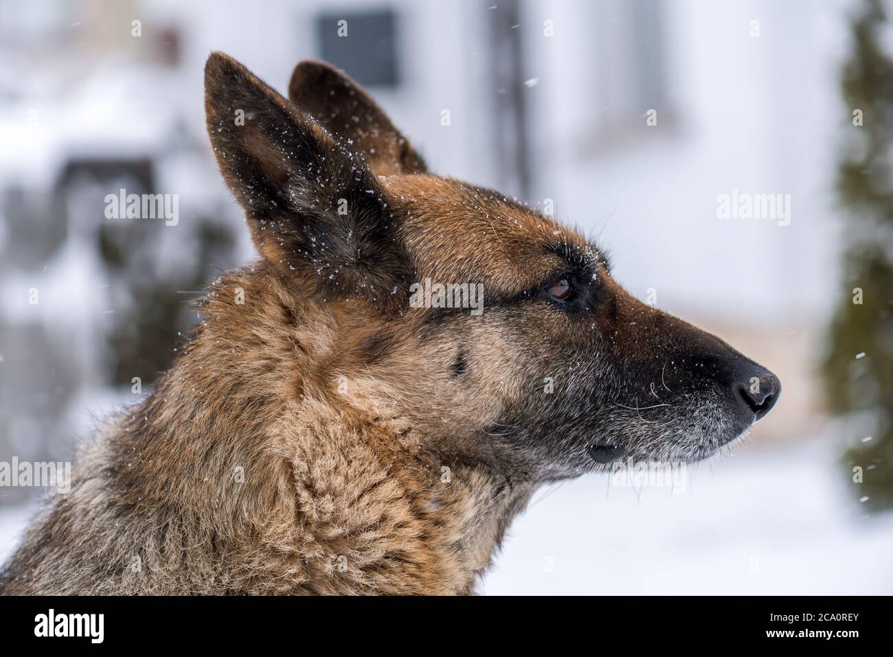 Portrait of German Shepherd Dog in Snow Stock Photo - Alamy