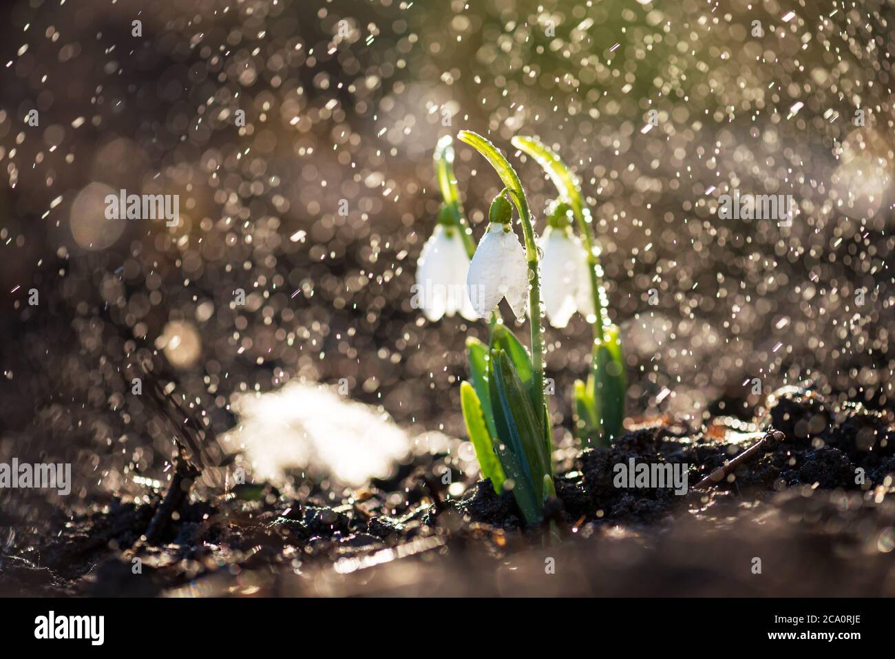 The first spring flowers snowdrops with morning drops Stock Photo - Alamy