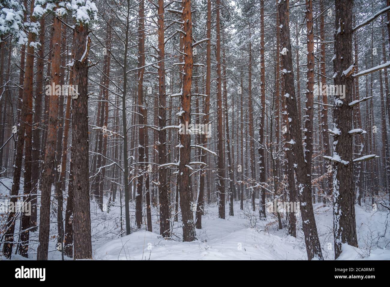 Snow covered forest in december Stock Photo - Alamy