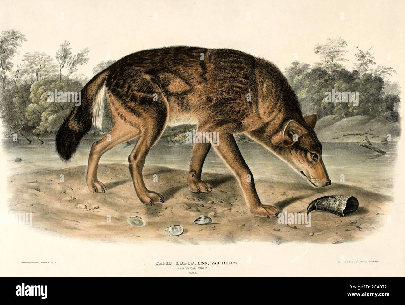 Texas red wolf (Canis lupus rufus) by John Woodhouse Audubon Stock ...