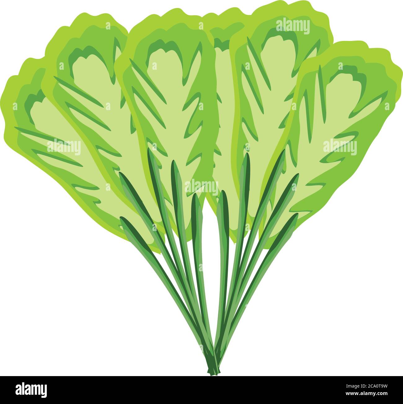 lettuce leaves on white background vector illustration design Stock ...