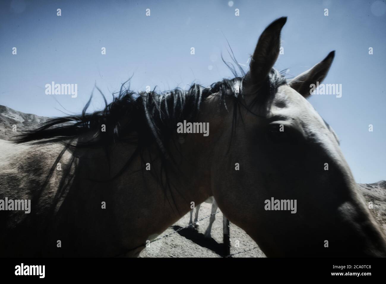 Abstract close-up of horse in shadow Stock Photo - Alamy