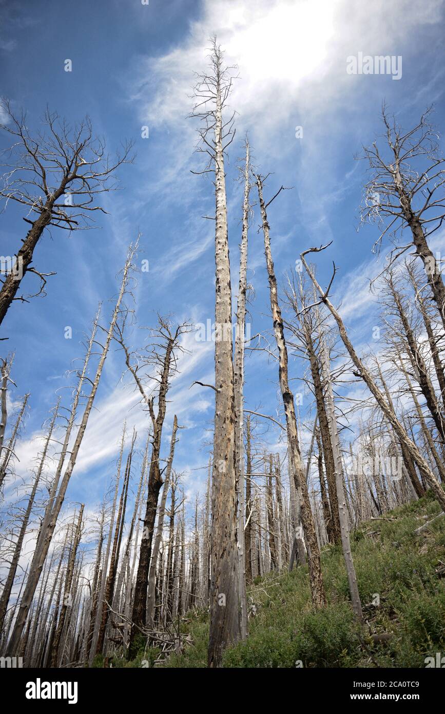 Dead trees stretch towards July blue skies. Wide-angle, facing-up Stock ...