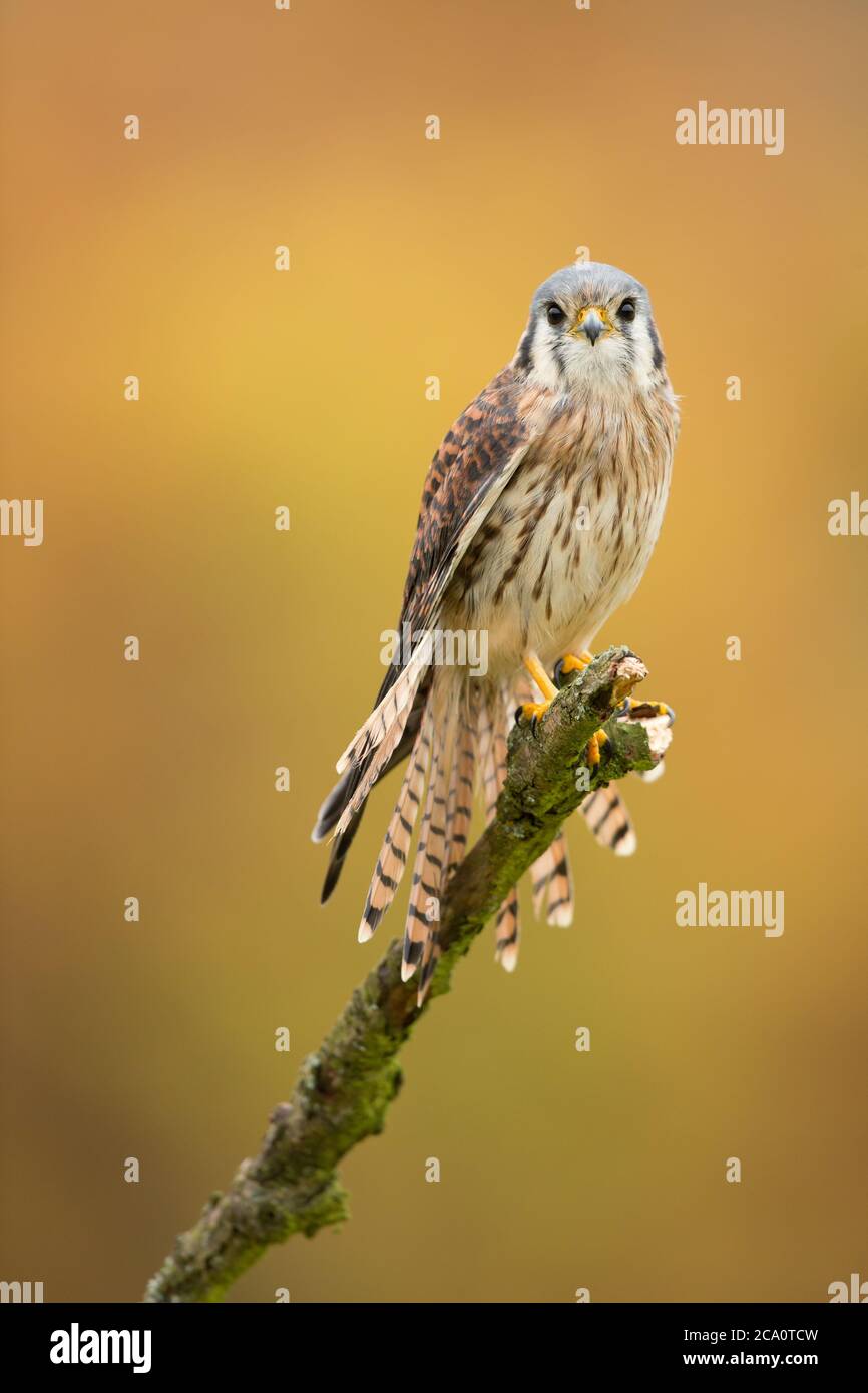 American kestrel (Falco sparverius) is the smallest and most common ...