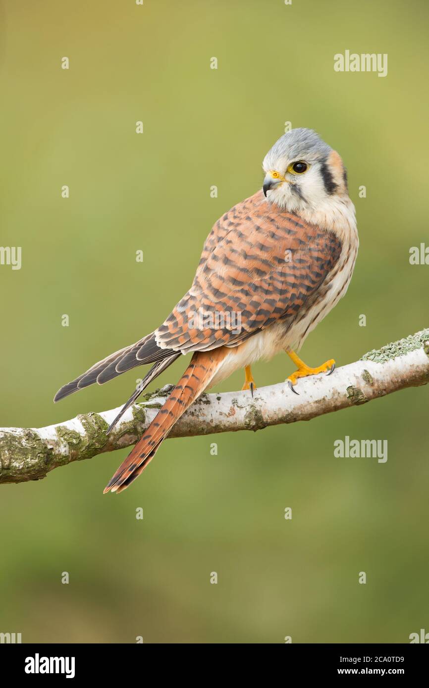 Smallest hawk north america hi-res stock photography and images - Alamy