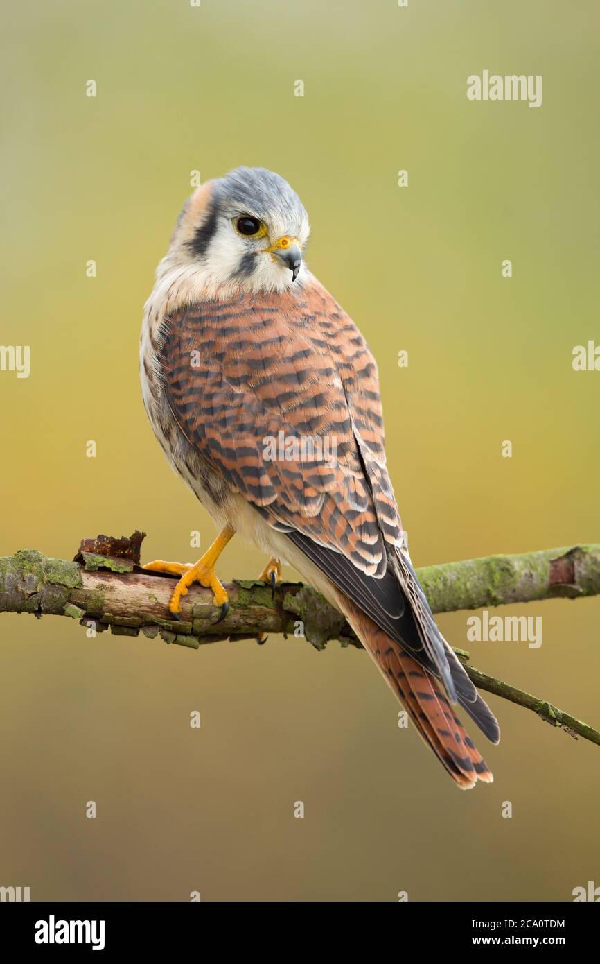 American kestrel (Falco sparverius) is the smallest and most common ...
