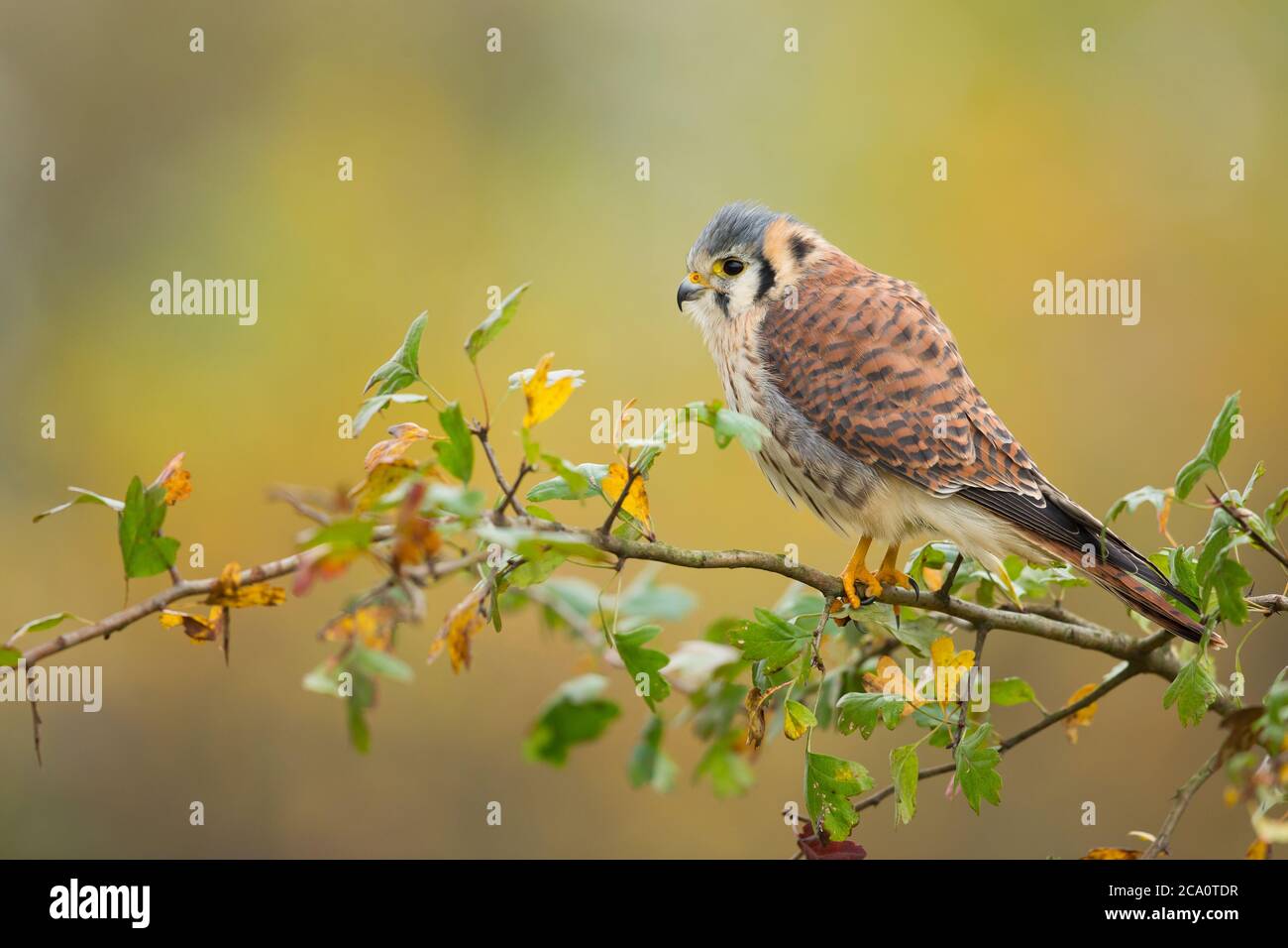 American kestrel (Falco sparverius) is the smallest and most common ...