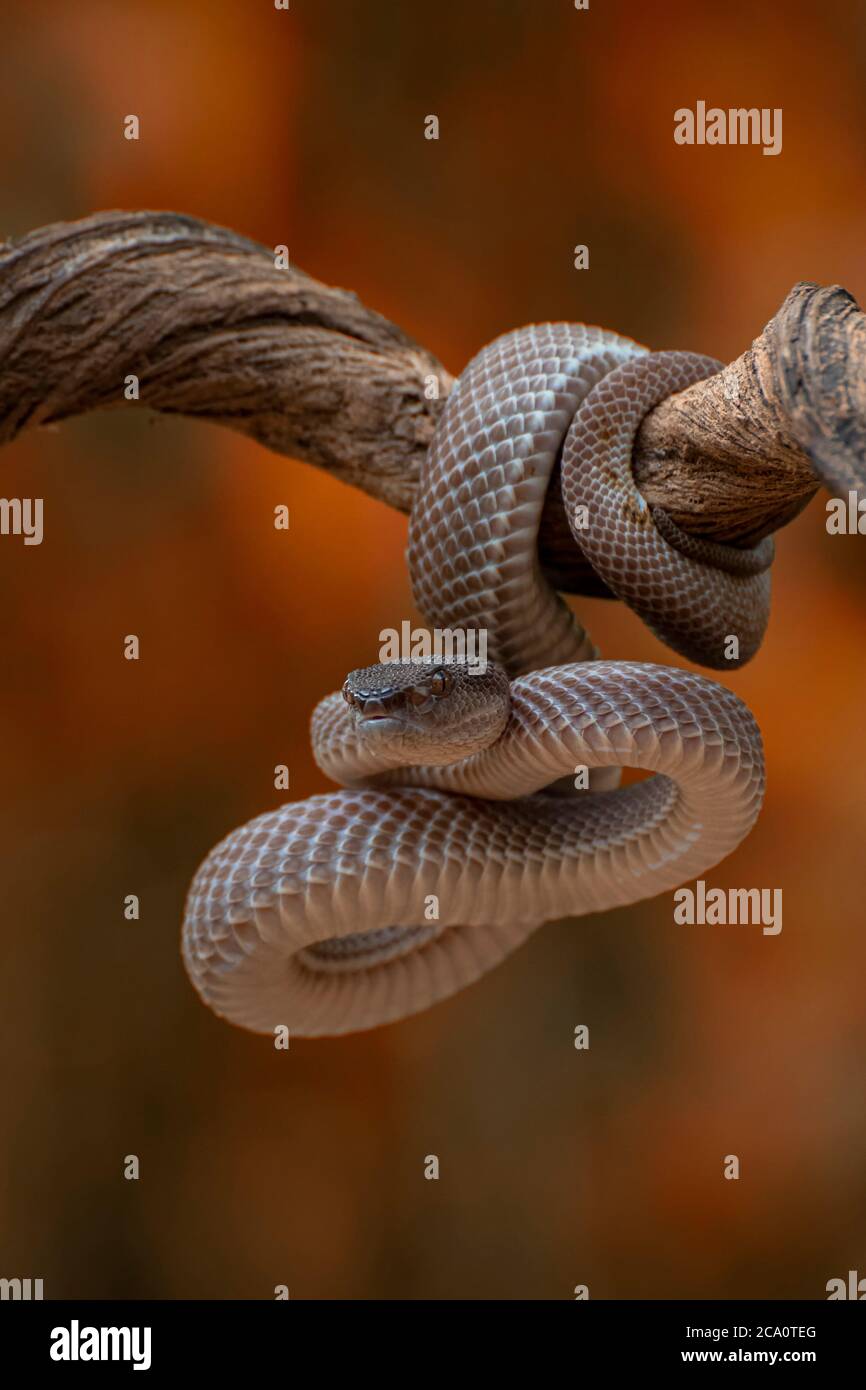 Trimeresurus purpureomaculatus is a venomous pit viper species native ...