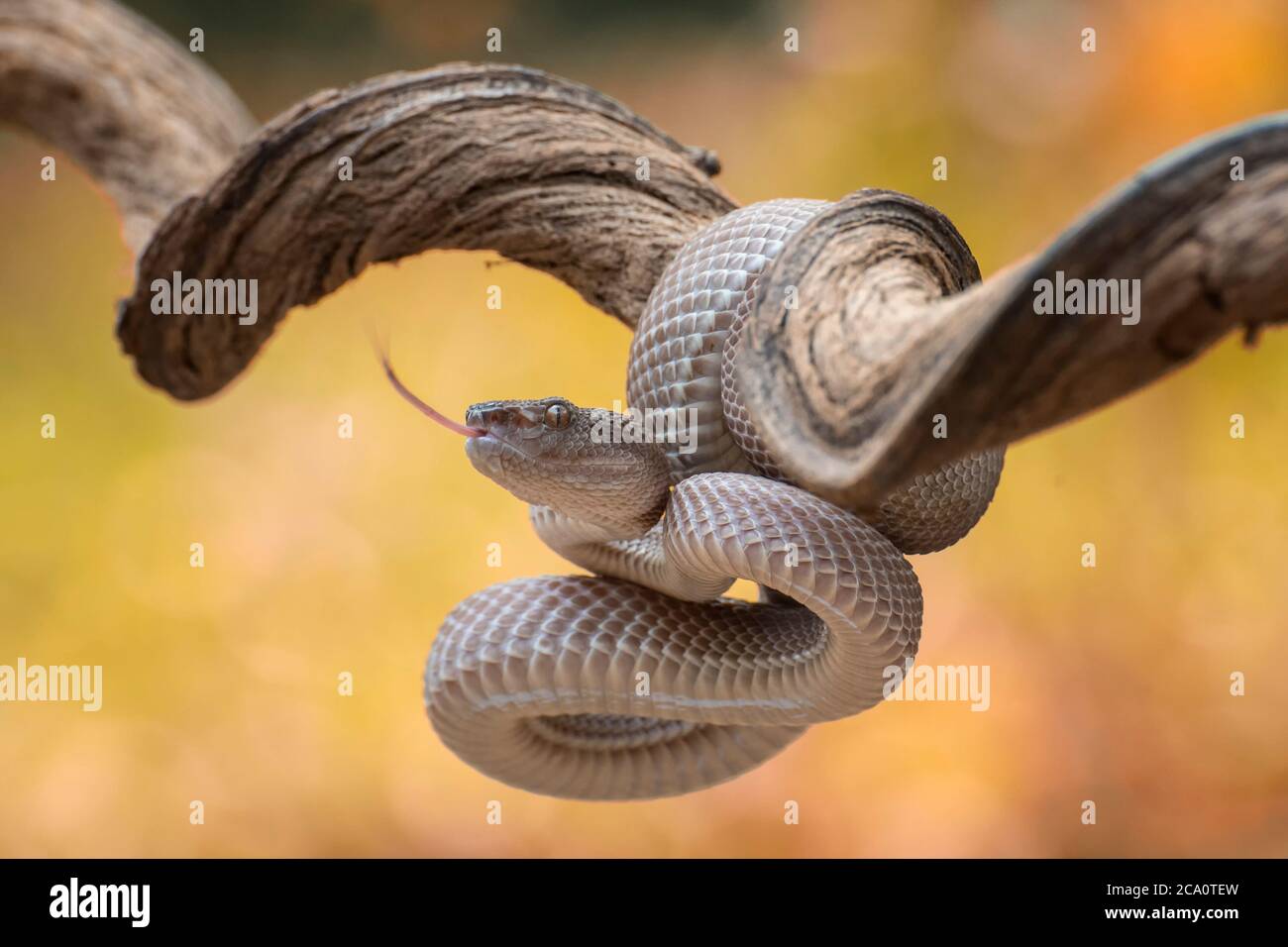 Native reptilian species hi-res stock photography and images - Alamy