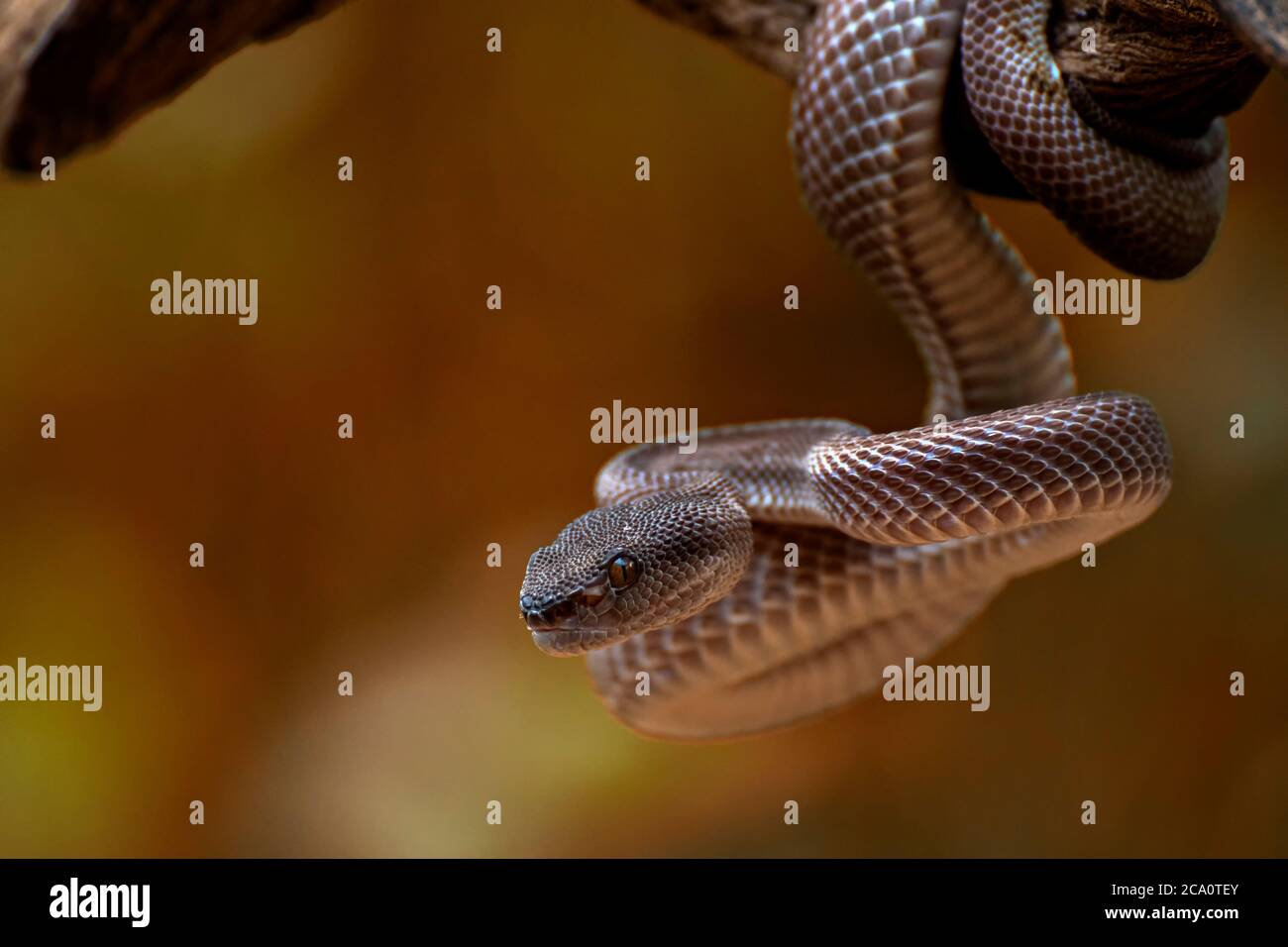 Native reptilian species hi-res stock photography and images - Alamy