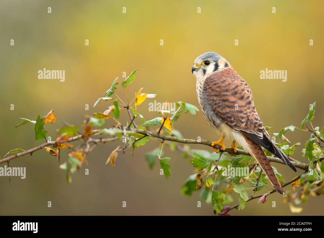 American kestrel (Falco sparverius) is the smallest and most common ...