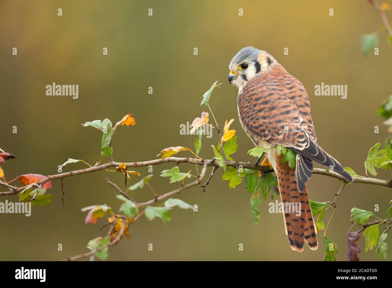 American kestrel (Falco sparverius) is the smallest and most common ...