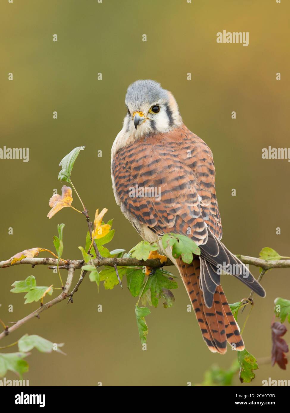 American kestrel (Falco sparverius) is the smallest and most common ...