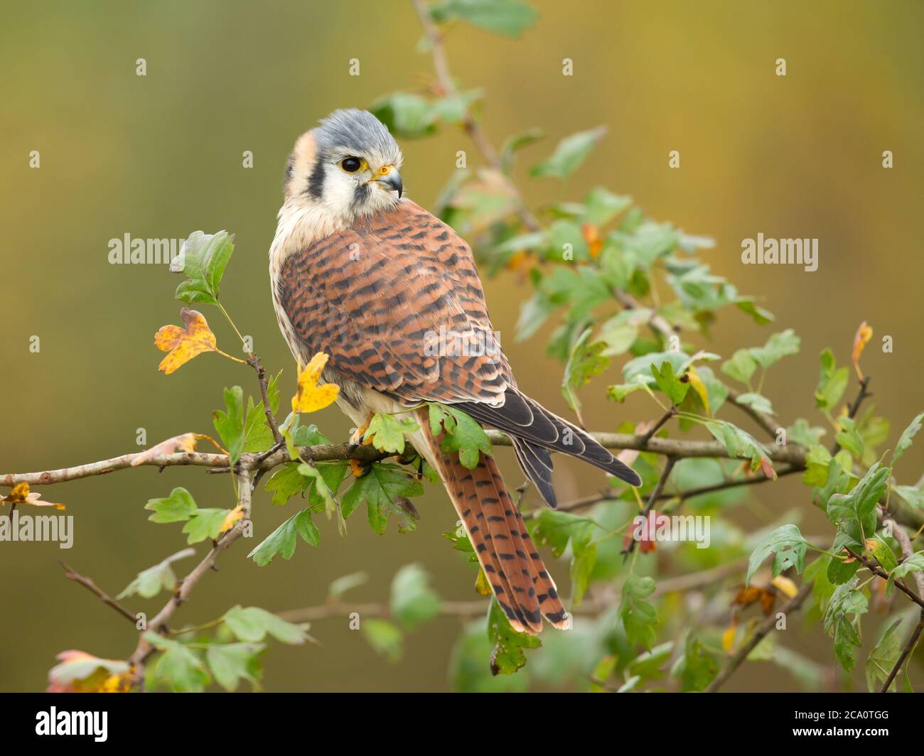 American kestrel (Falco sparverius) is the smallest and most common ...