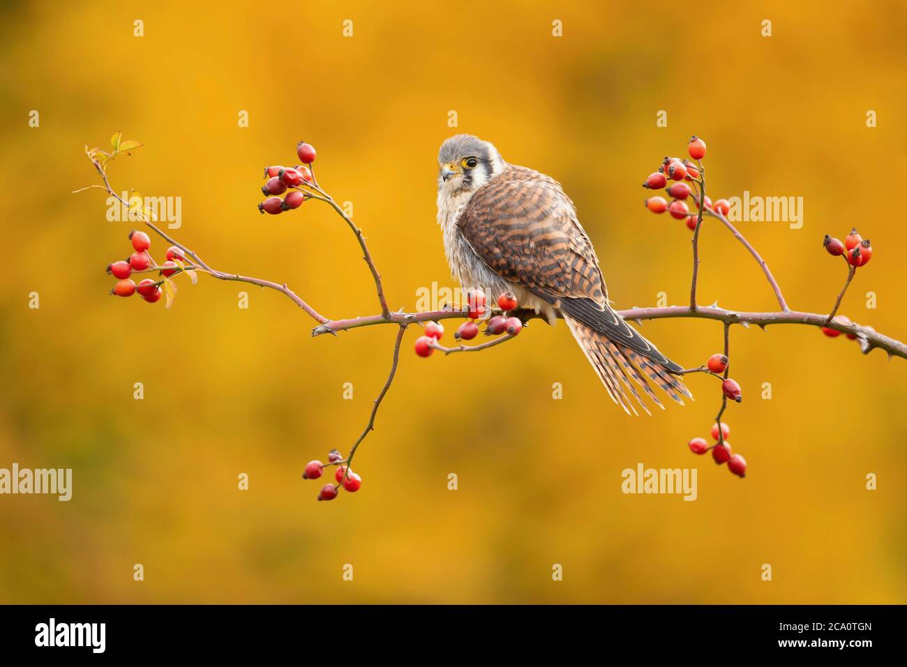 American kestrel (Falco sparverius) is the smallest and most common ...
