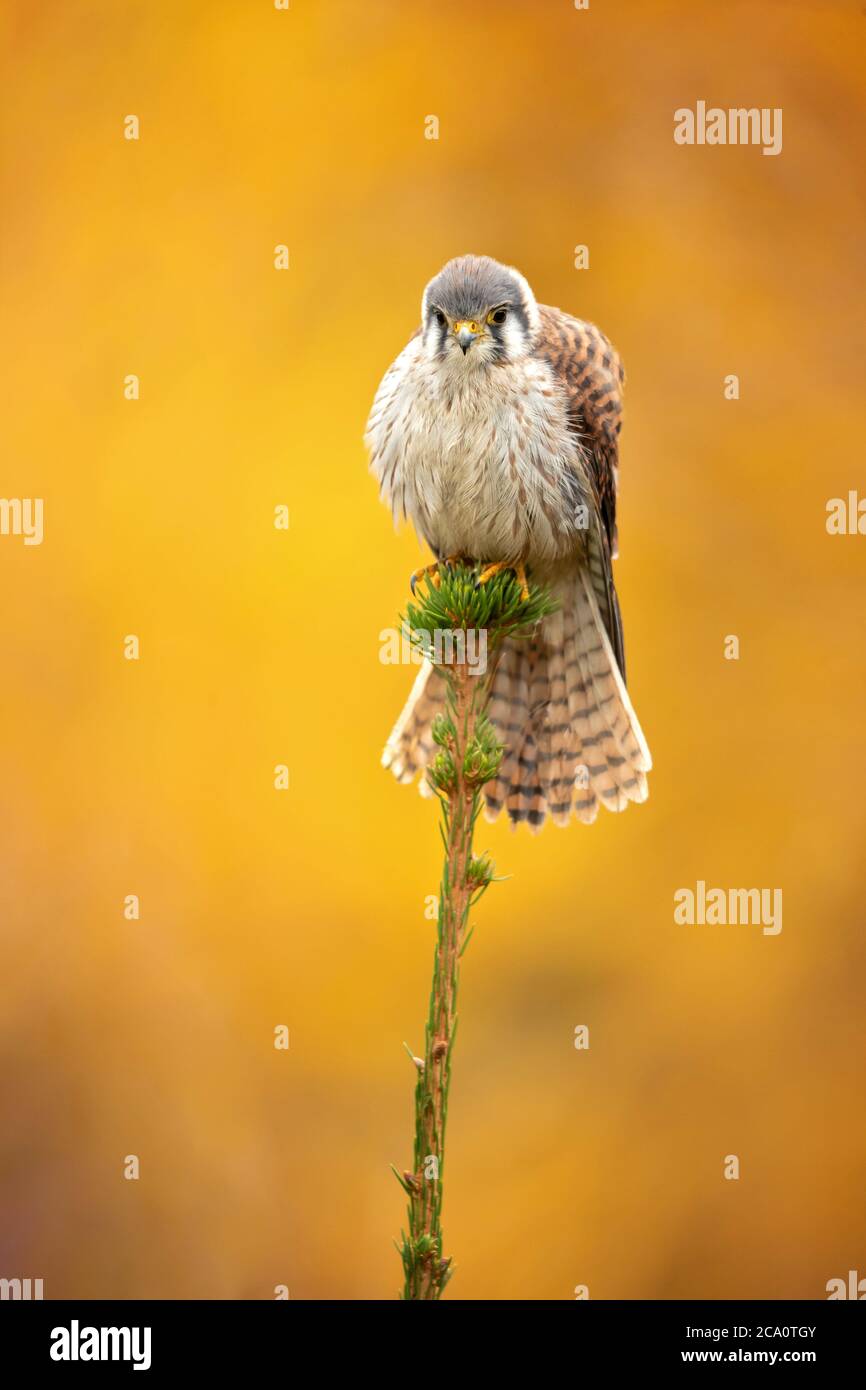 American kestrel (Falco sparverius) is the smallest and most common ...