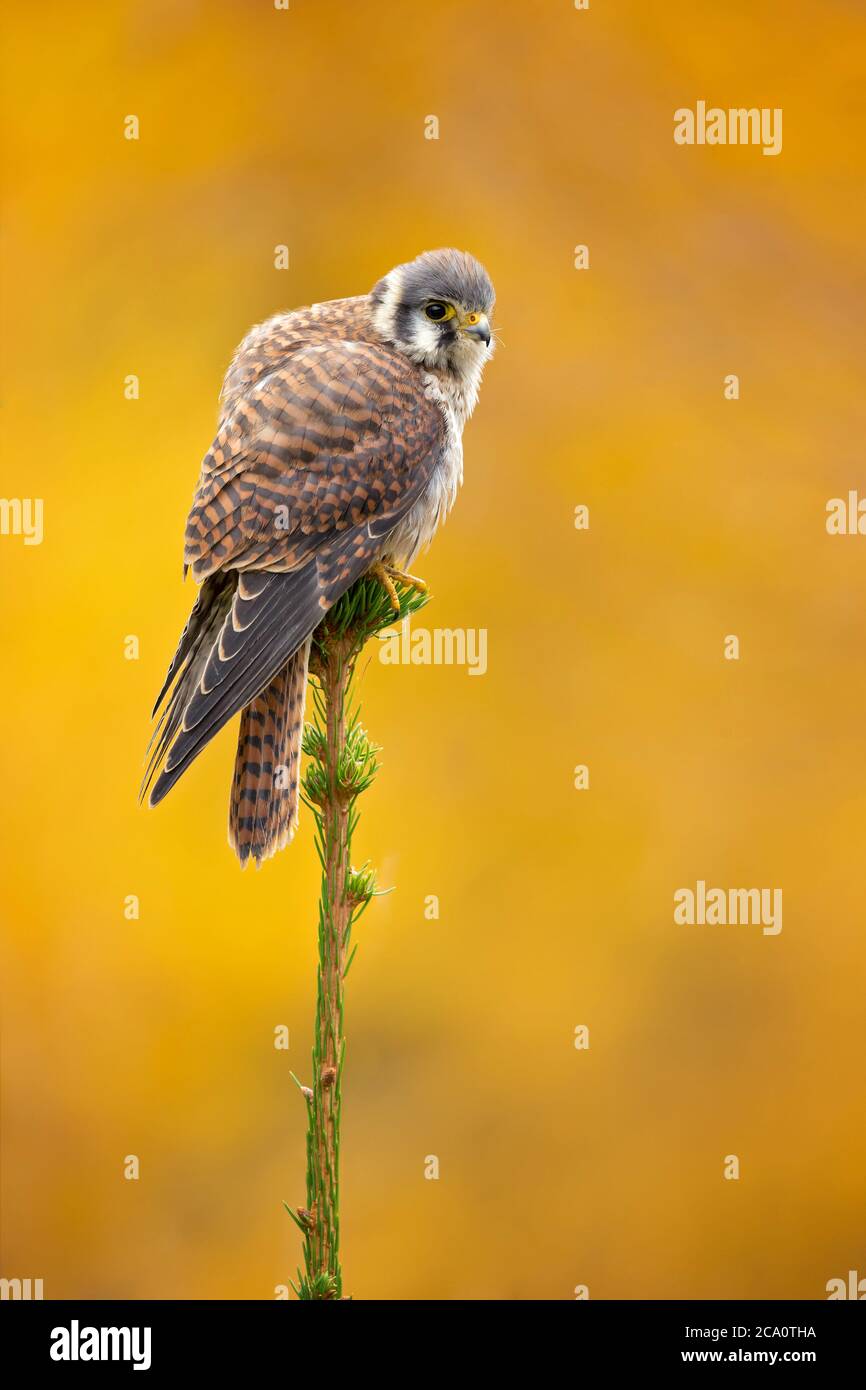 American kestrel (Falco sparverius) is the smallest and most common ...