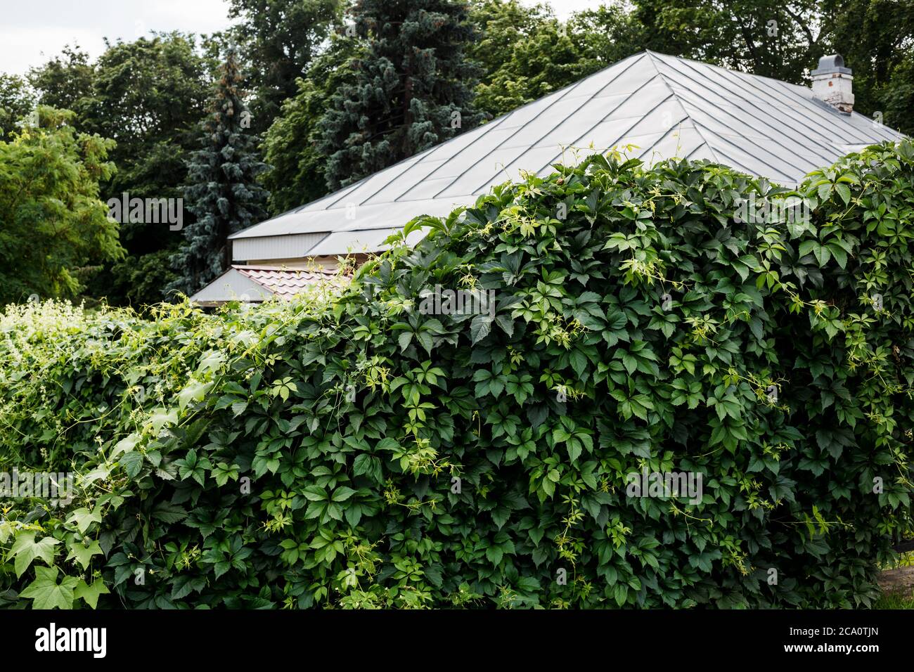 Green grape vine hedge near country house Stock Photo - Alamy