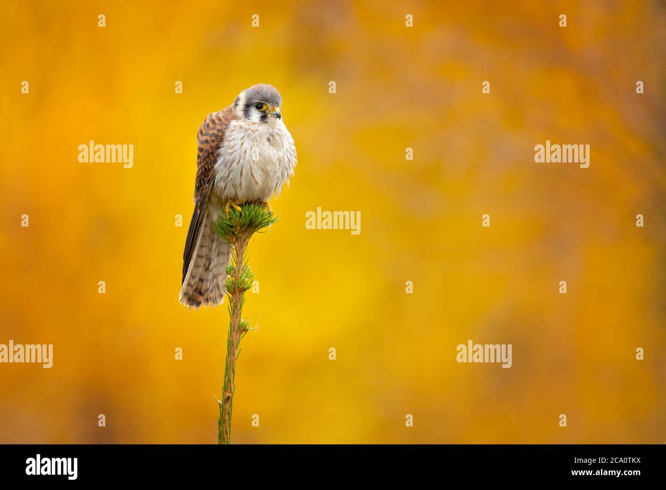 American kestrel (Falco sparverius) is the smallest and most common ...